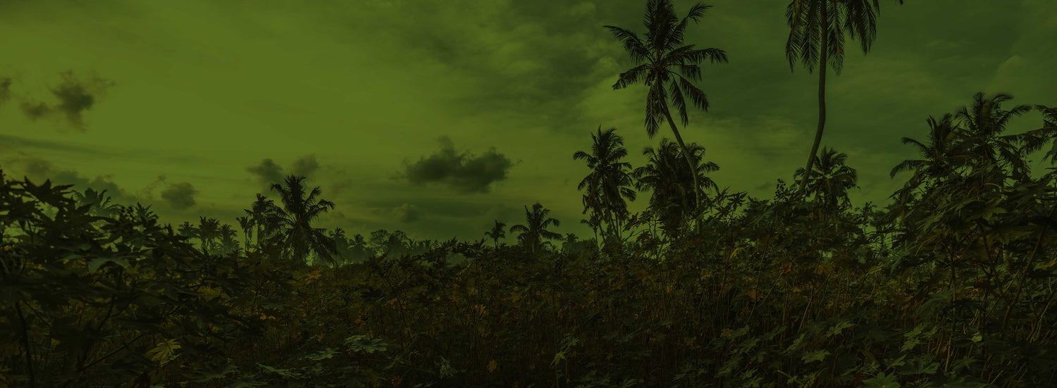 Danger Island Models